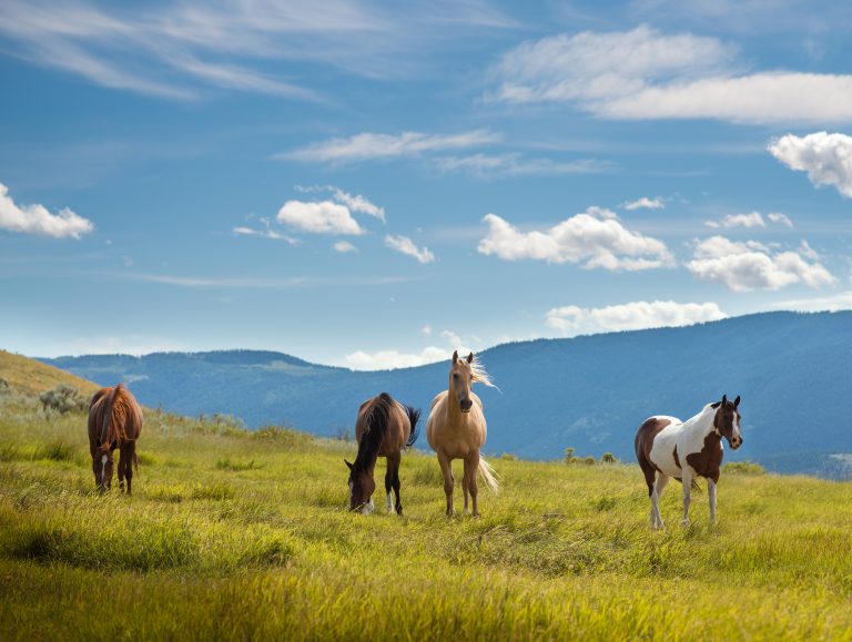 Photos - Sundance Guest Ranch